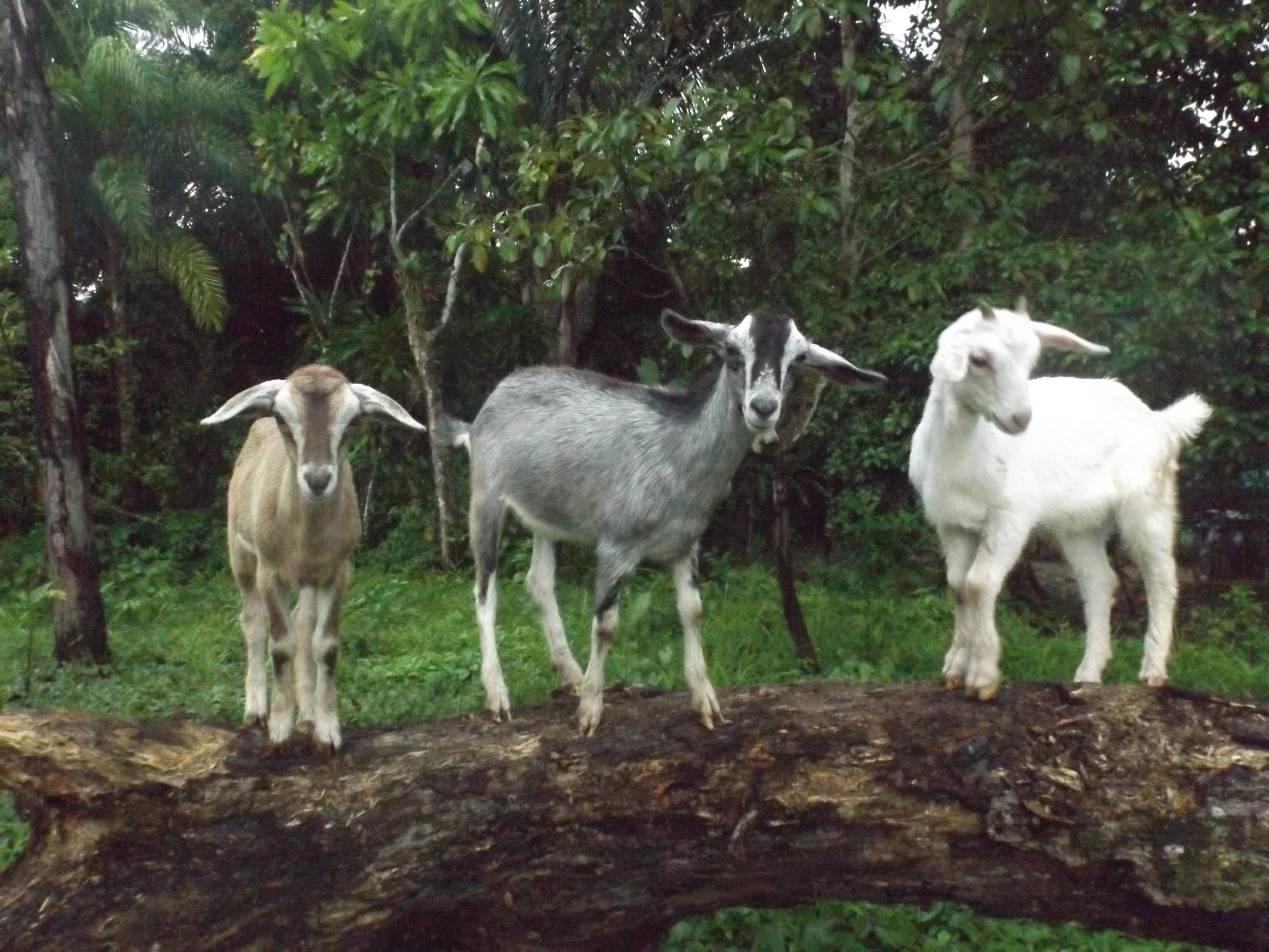 Iraq Goat Talking Like People