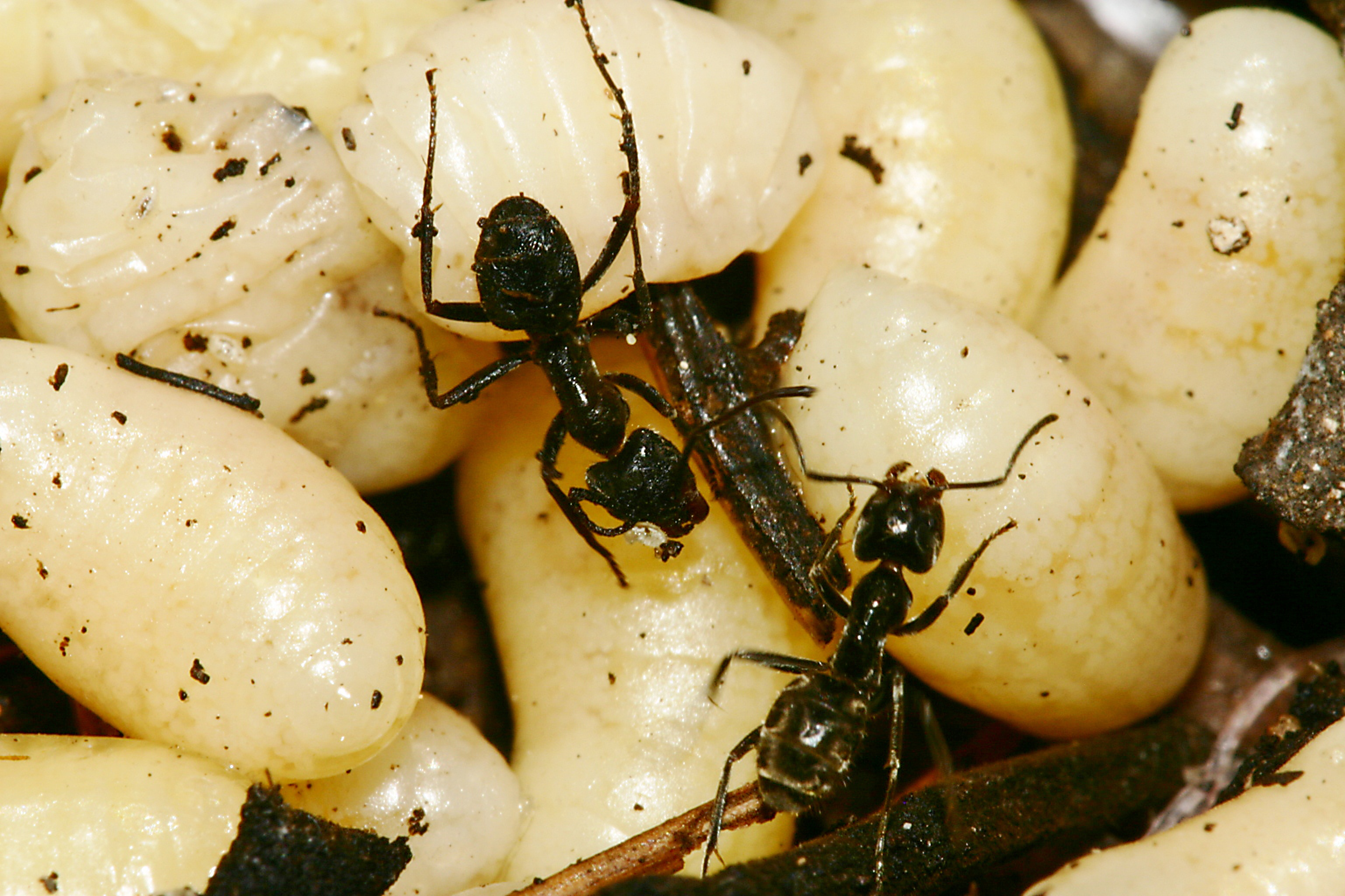 Peace Corps - Making Natural Pest Controls