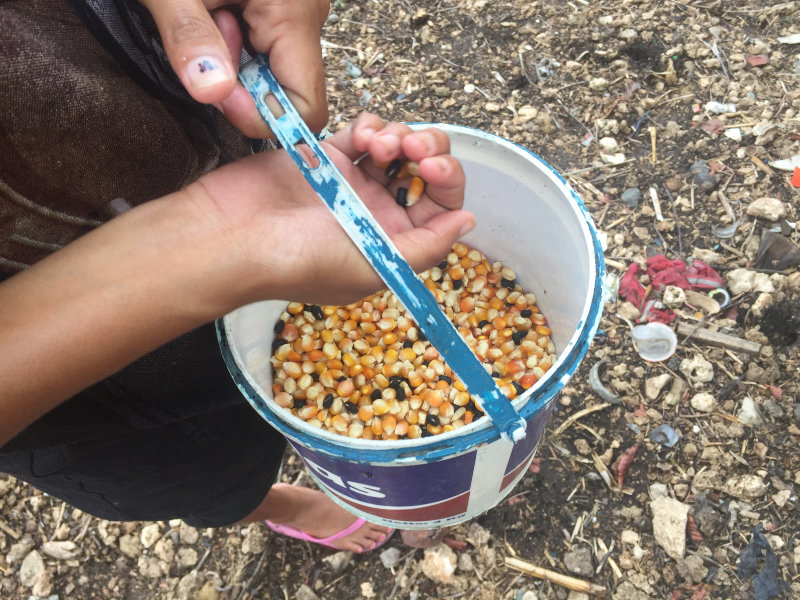 Peace Corps - Planting batar after the rain