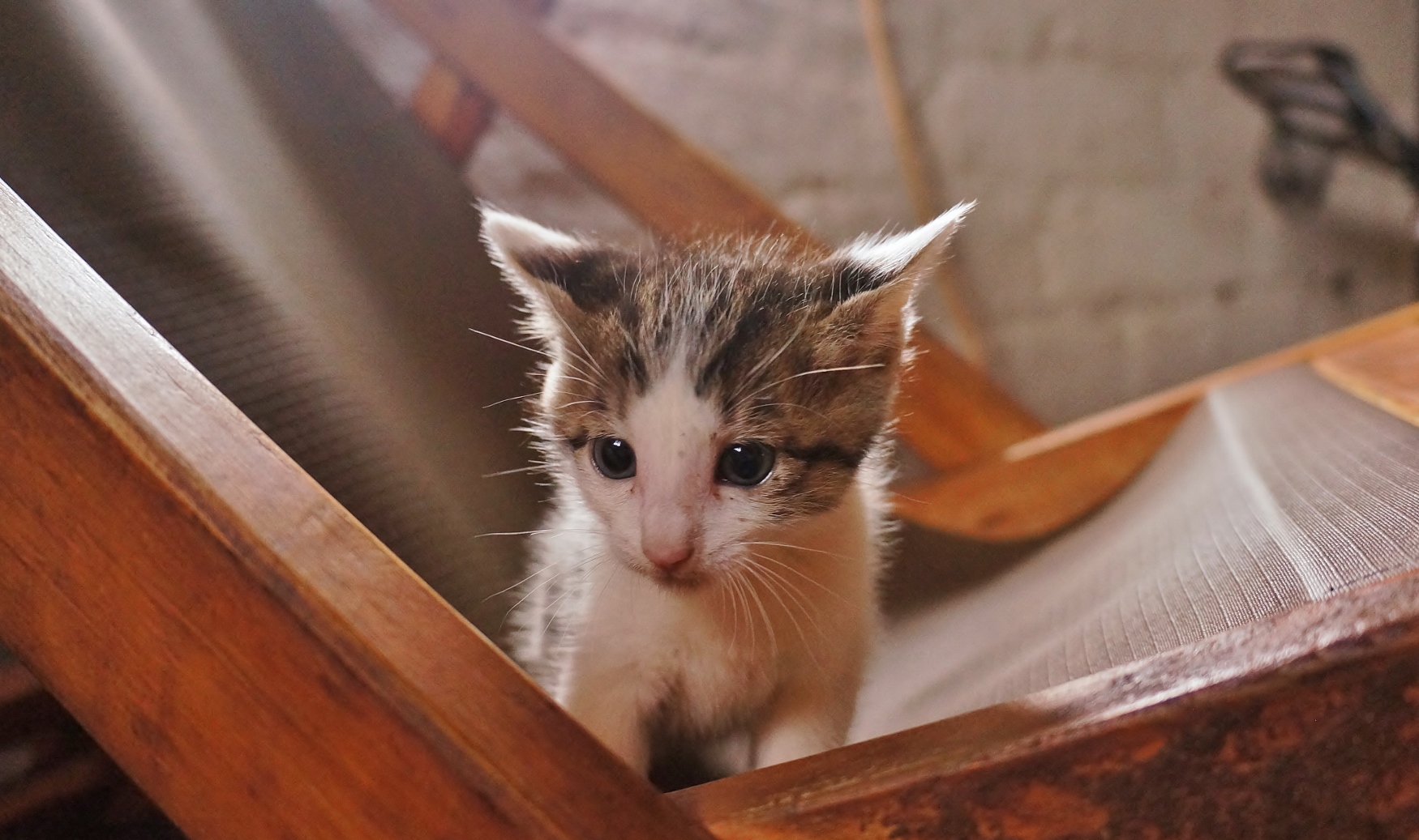 Peace Corps - 5 reasons to have a pet in the Peace Corps